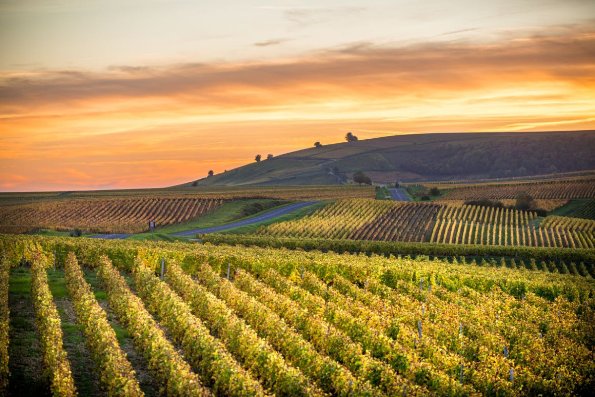 Découvrez les Vins du Centre-Loire ! Site Officiel