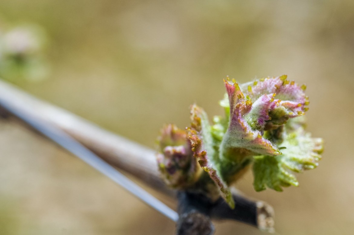 Vintage - Central Loire valley wines - BIVC