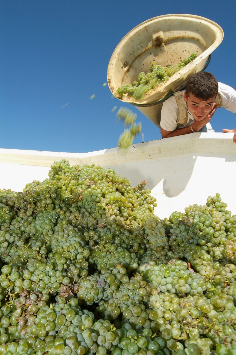 Vintage - Central Loire valley wines - BIVC