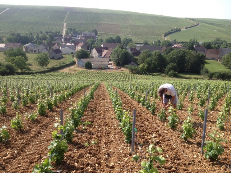 Julien et Clément Raimbault - Domaine du Pré Semelé - Découvrez les ...